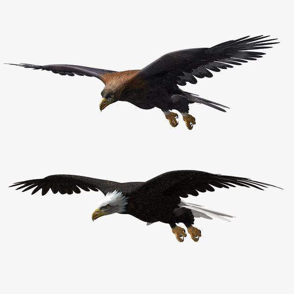 Eagle 3D Models for Download | TurboSquid